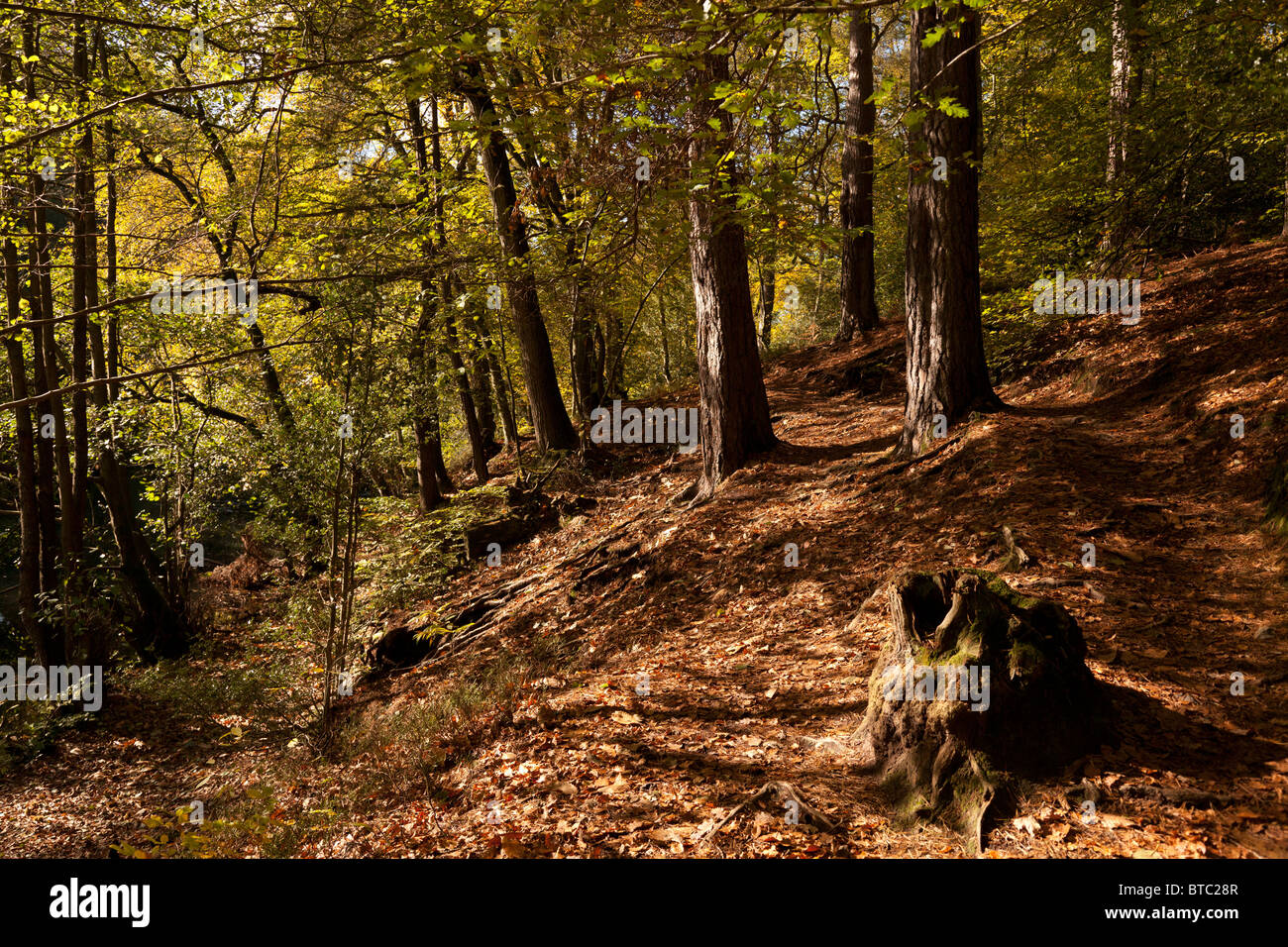 Footpaths in woodland hi-res stock photography and images - Alamy