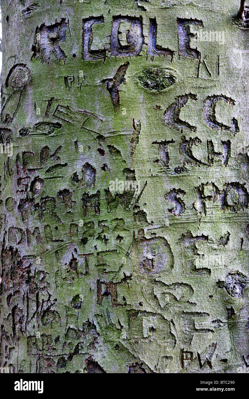 Old tree carvings in a beech tree Stock Photo - Alamy