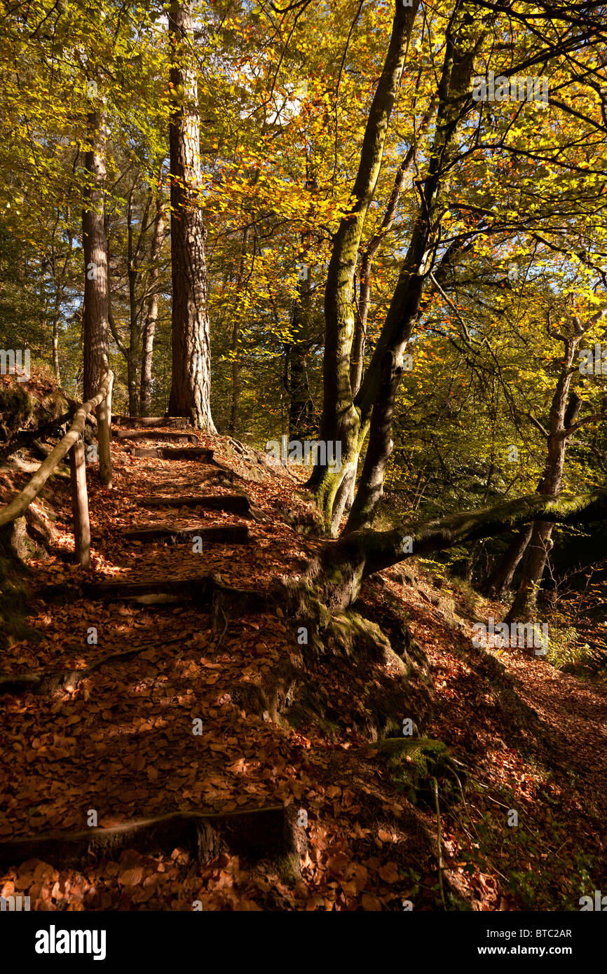 woodland steps on path Stock Photo - Alamy woodland steps on path Stock Photo - Alamy