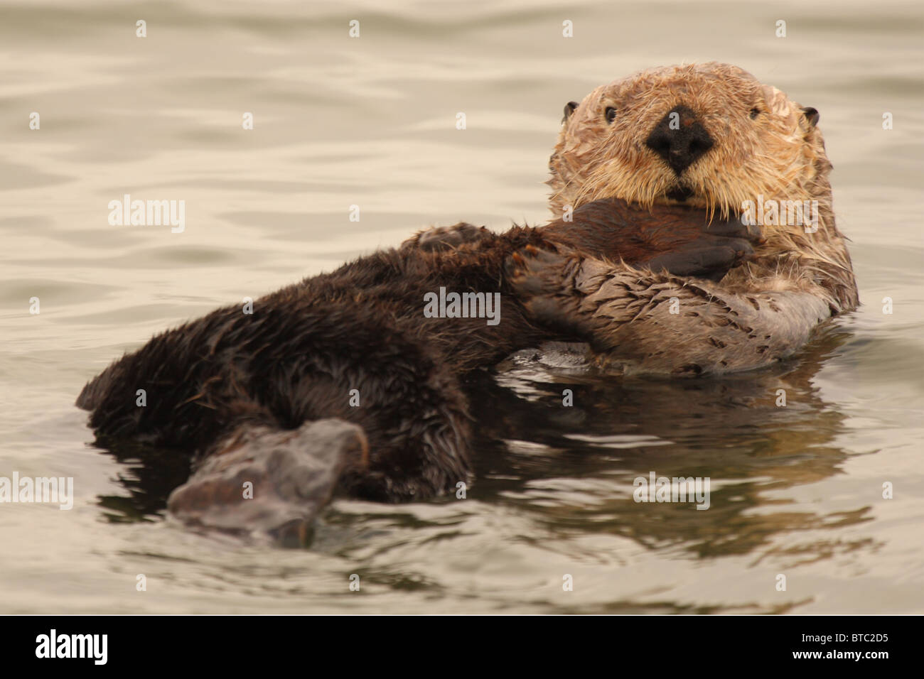 A Sea Otter grooming in the Pacific Ocean Stock Photo - Alamy