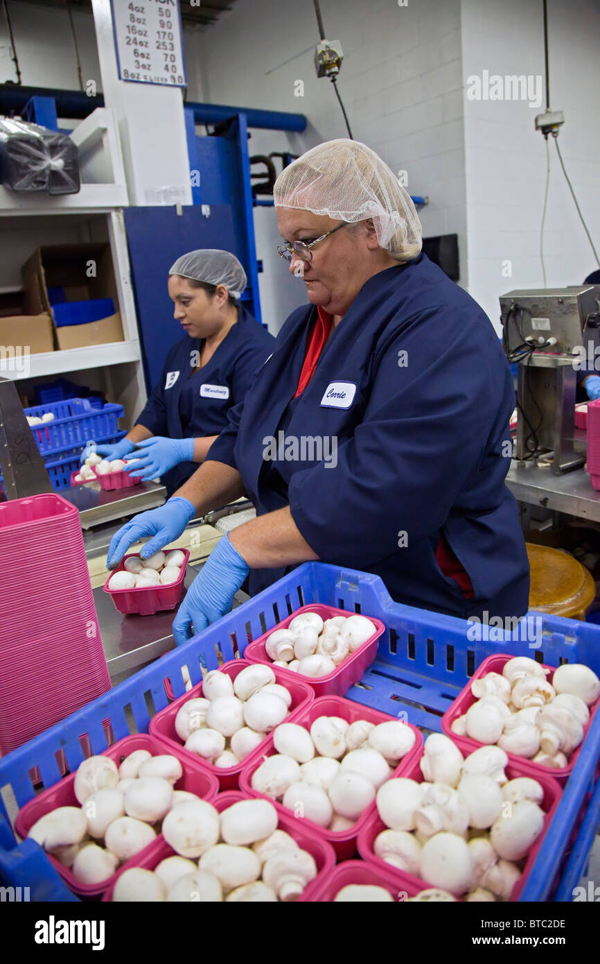 Alamosa, Colorado - Workers weigh and pack mushrooms at the Rakhra ...