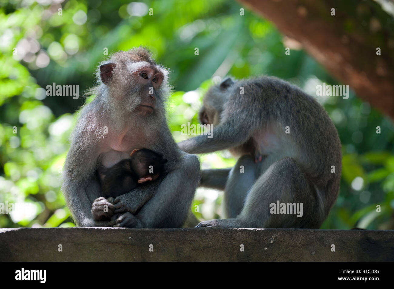Balinese long tailed macaque grooming hi-res stock photography and ...