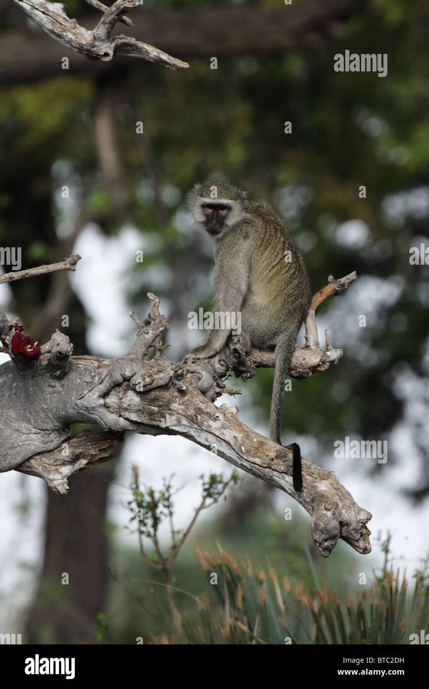 Vervet Monkey (Cercopithecus pygerythrus) sitting on a tree in the ...