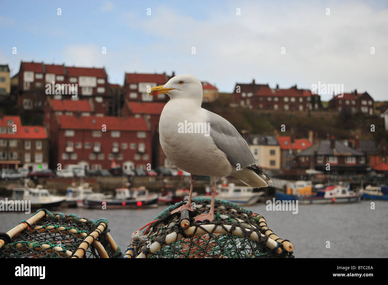 Whitby seagull hi-res stock photography and images - Alamy