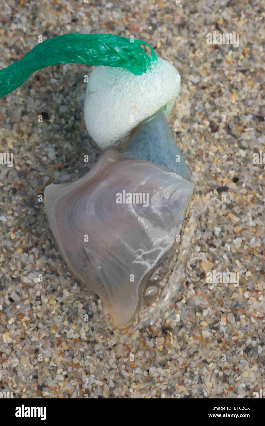 Buoy barnacle strandline hi-res stock photography and images - Alamy