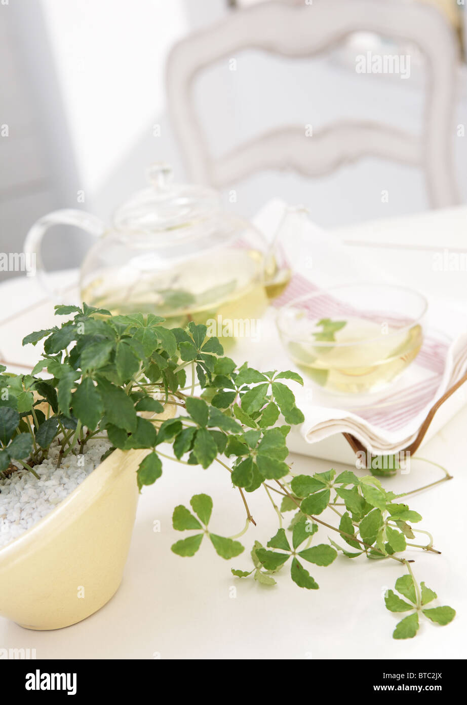 Potted plant and herb tea Stock Photo - Alamy