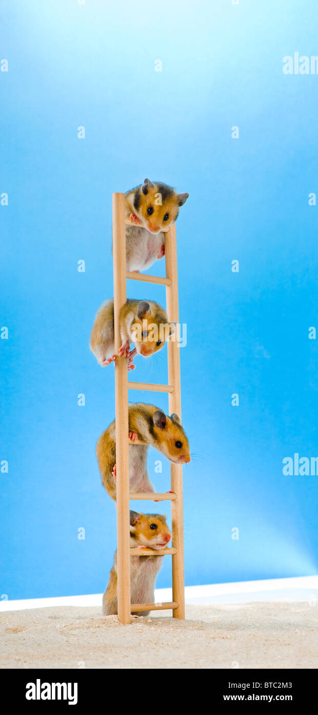 Hamsters many group hi-res stock photography and images - Alamy