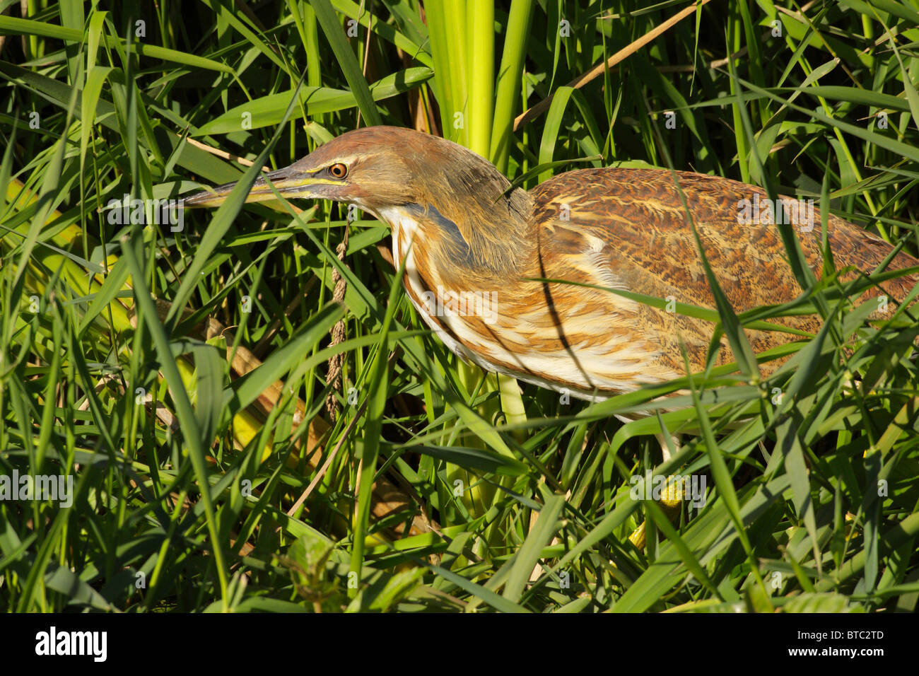 Edge Of Marsh High Resolution Stock Photography and Images - Alamy