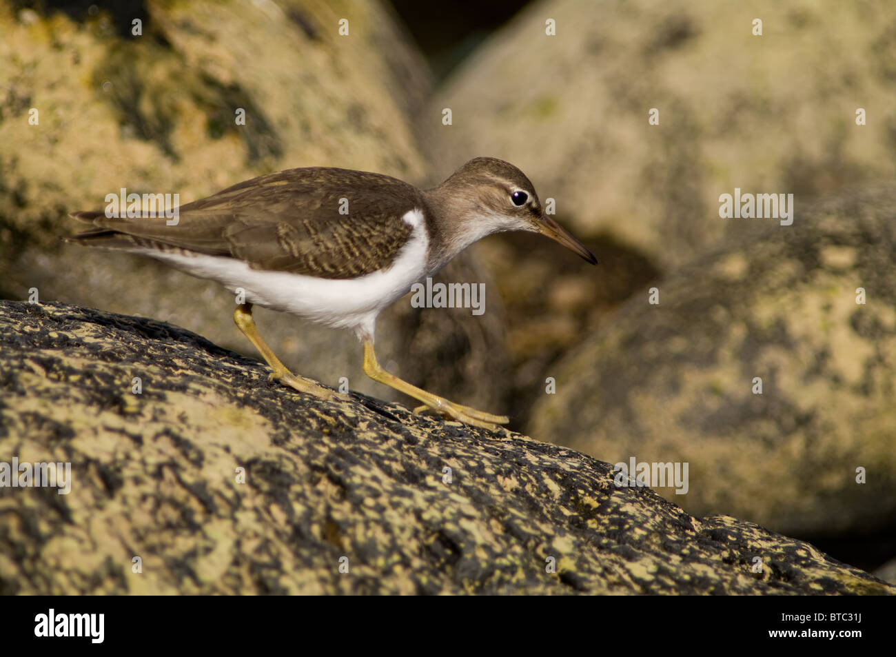 Spotted Sandpiper (Actitis macularius) walking on coastal rocks during ...