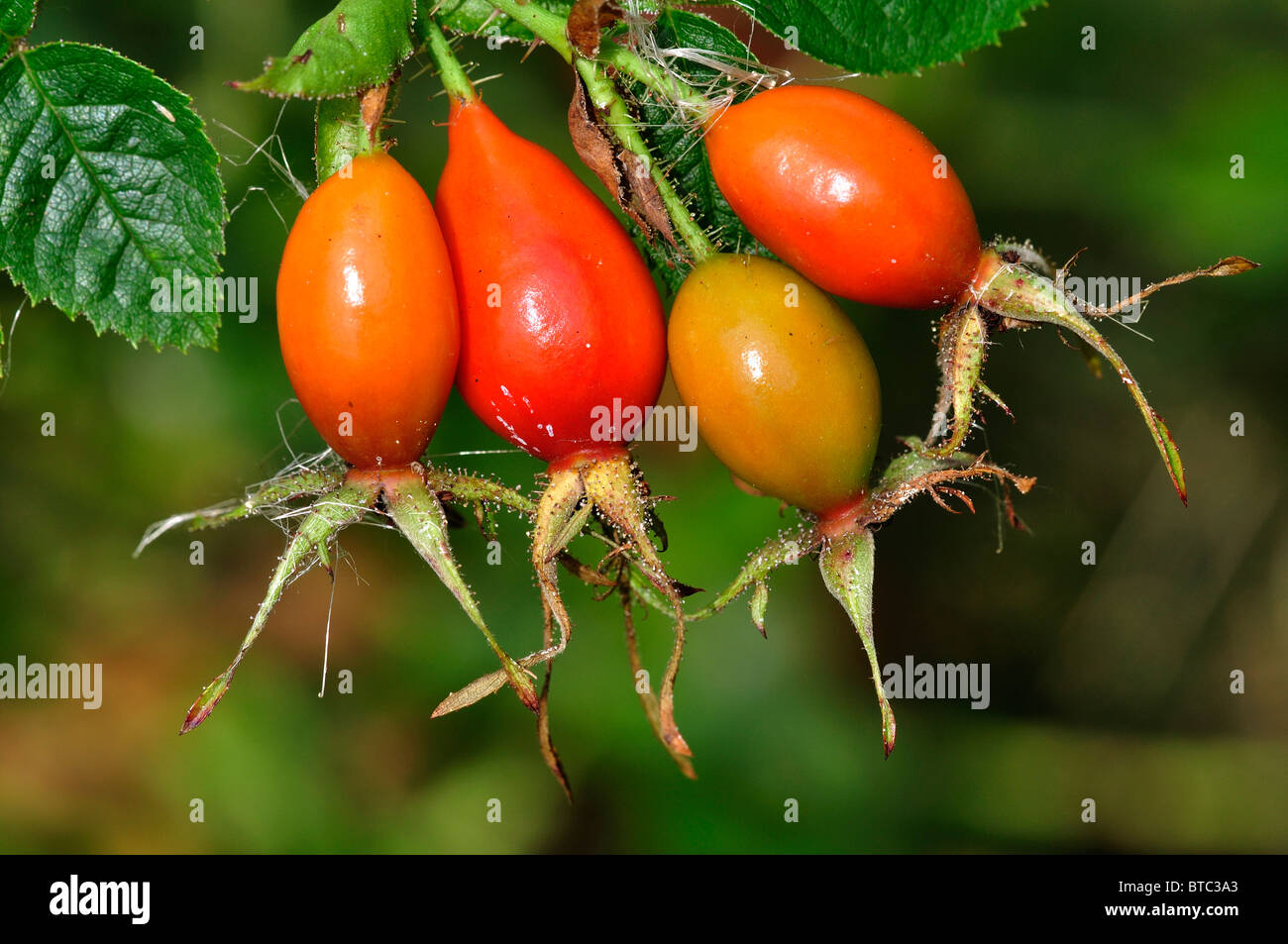 A cluster of wild rose hips, red and shiny. Dorset, UK October 2010 ...