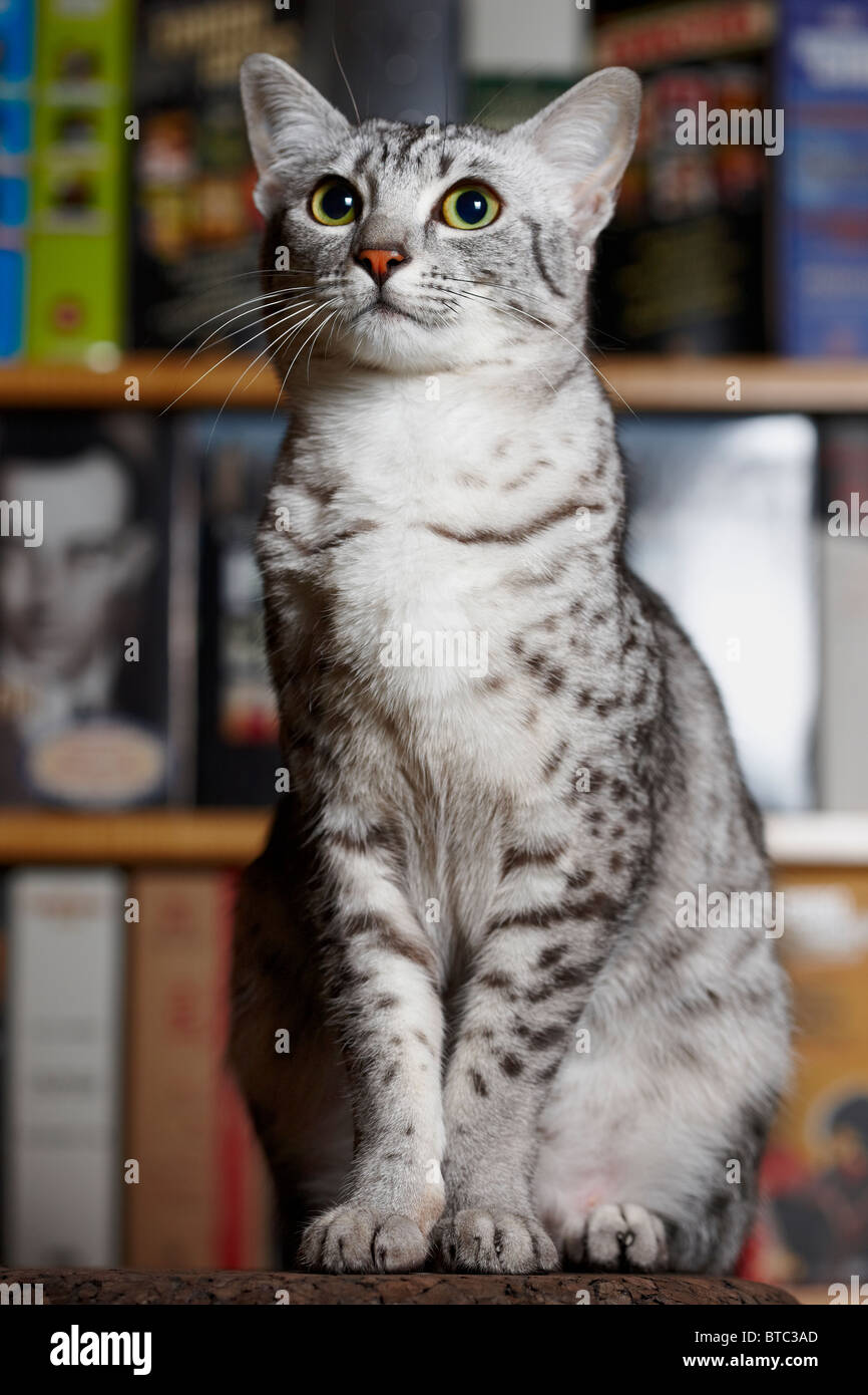 Mau cat face hi-res stock photography and images - Alamy