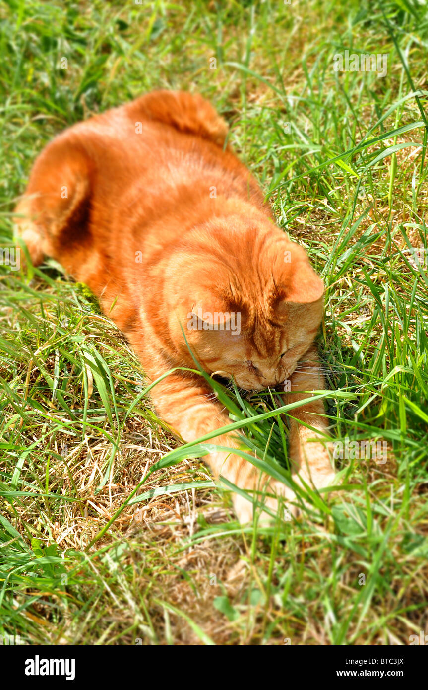 ginger cat playing in garden Stock Photo - Alamy