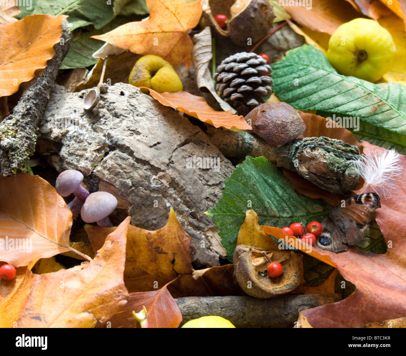 Autumn Woodland Floor Stock Photo - Alamy
