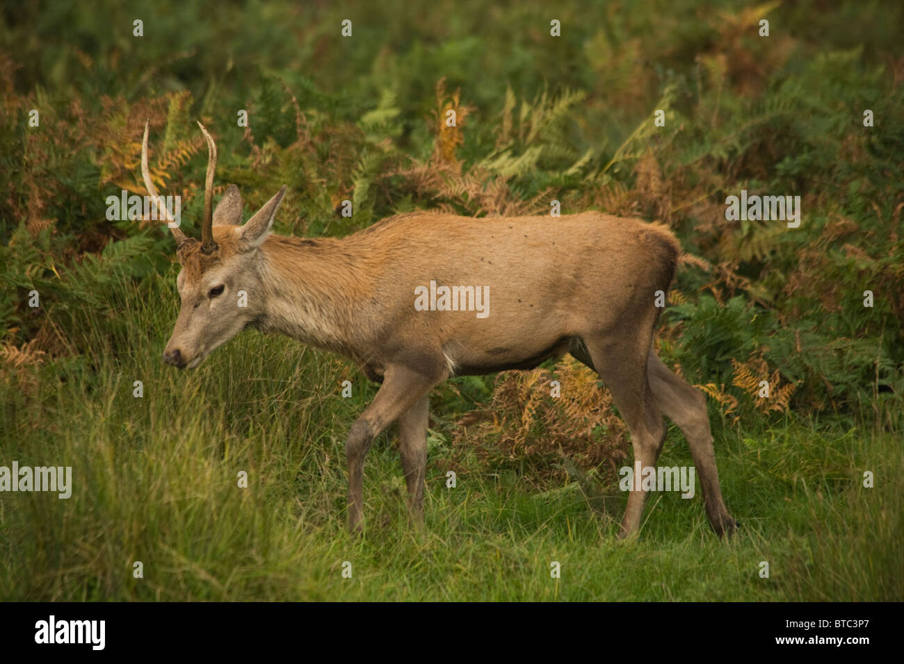 Young Deer Stag in Bushy Park Surrey England Stock Photo - Alamy