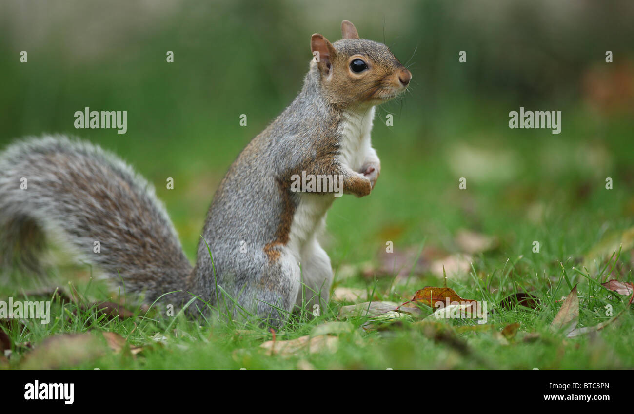 Common british squirrel hi-res stock photography and images - Alamy