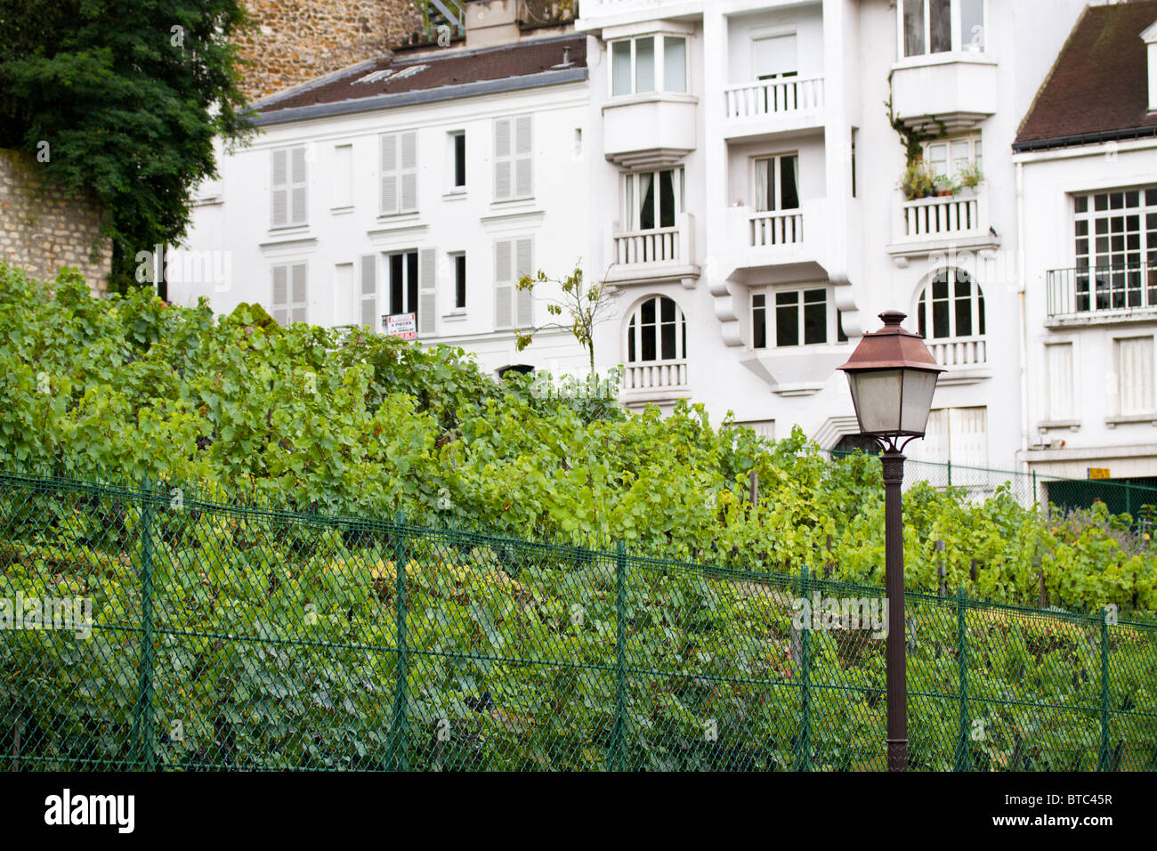 Urban vineyard in Paris France Stock Photo - Alamy