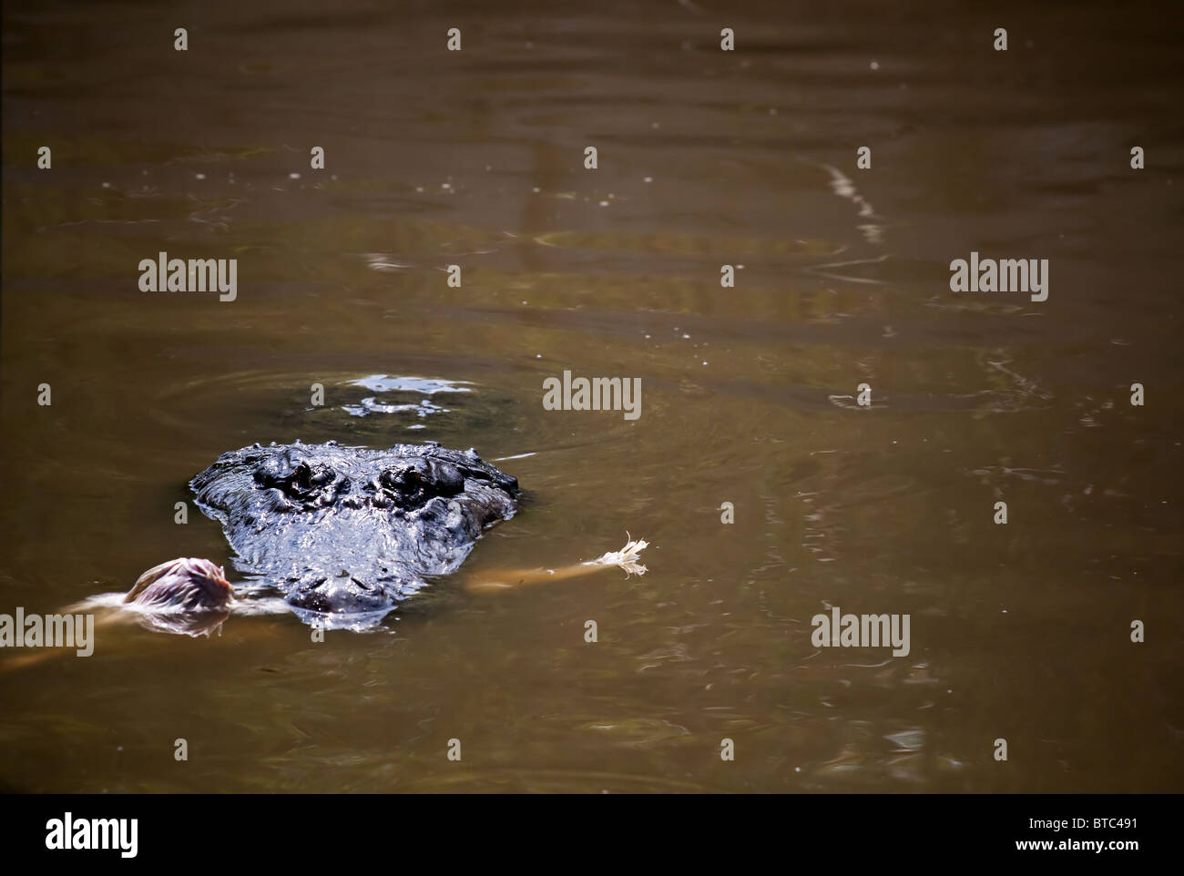An American Alligator with food in it's mouth staring at you! Stock ...