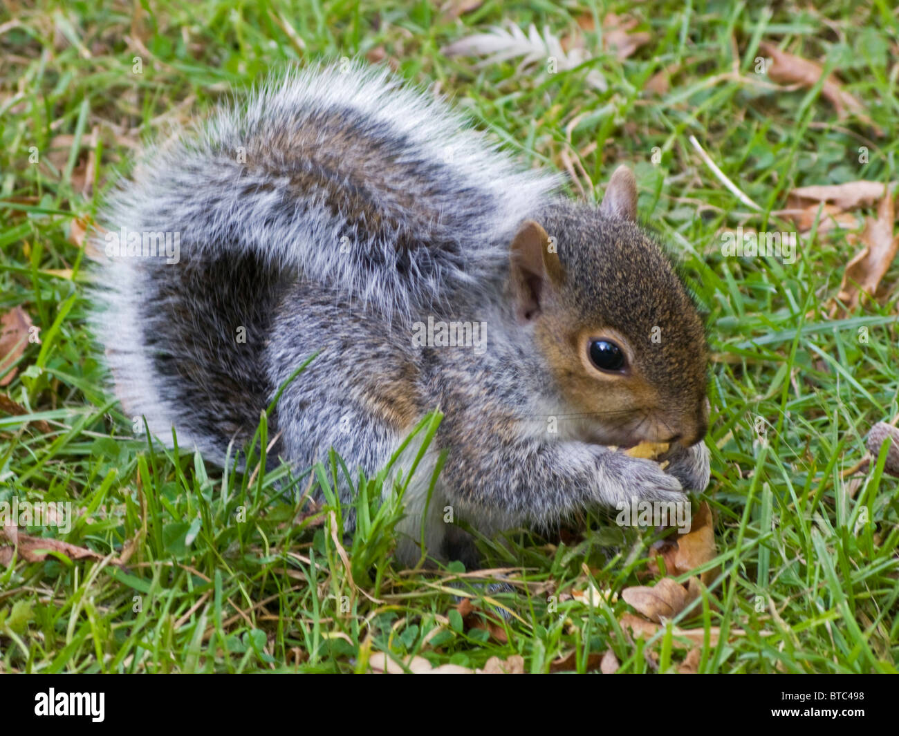 Grey squirrel young hi-res stock photography and images - Alamy