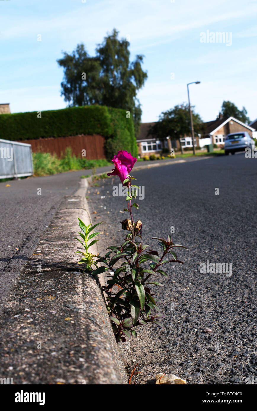 curb side wall flower Stock Photo - Alamy