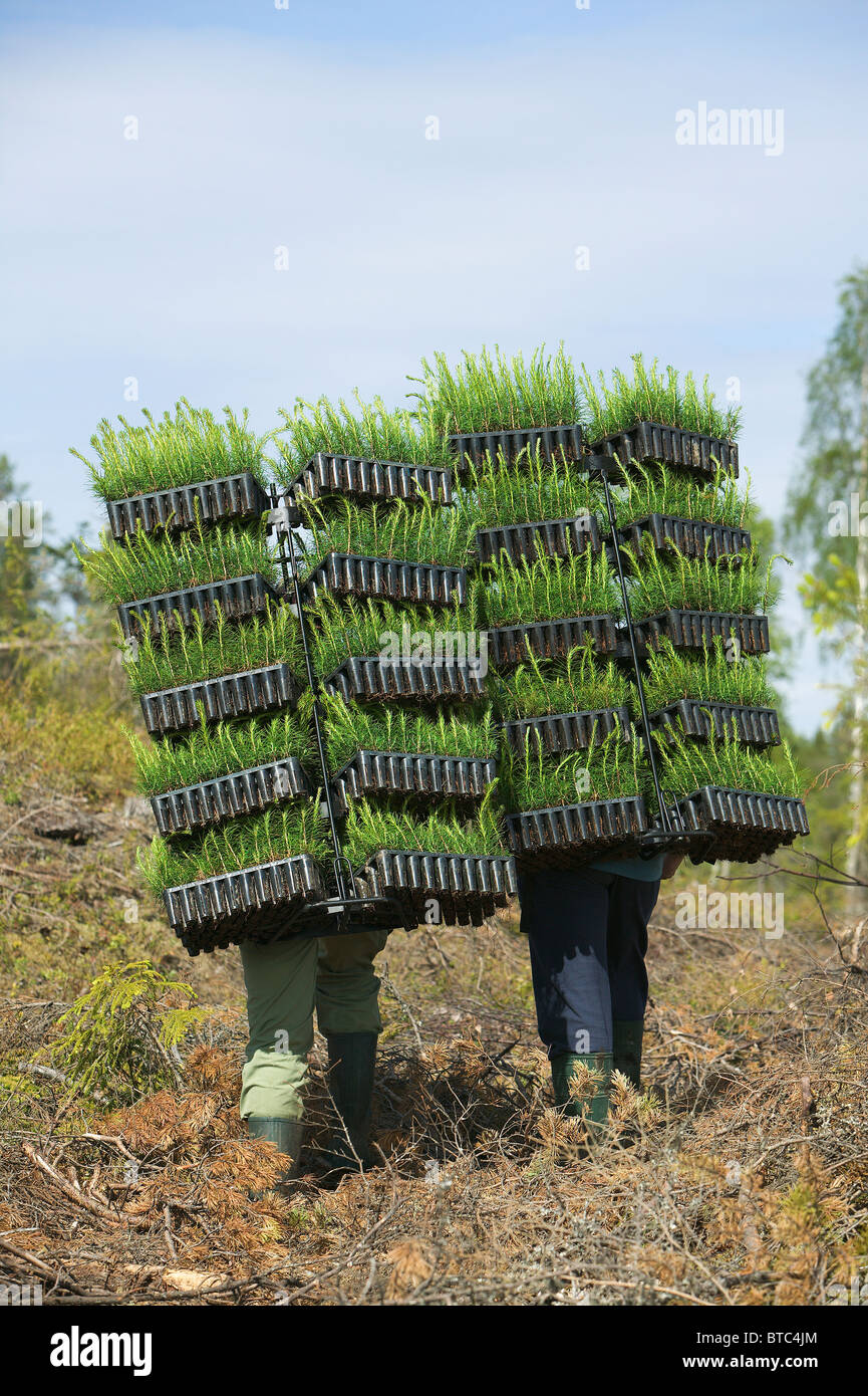 Planting pines hi-res stock photography and images - Alamy