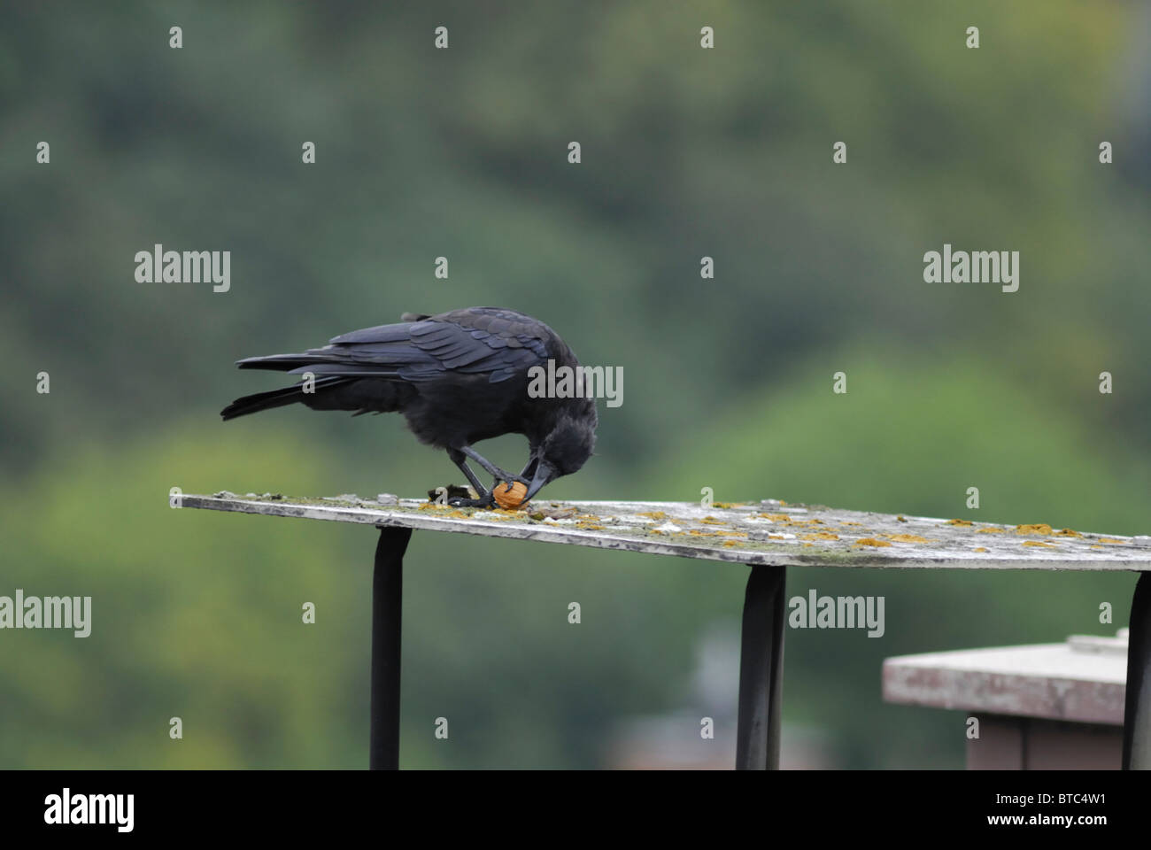 Carrion Crow cracking walnuts sitting on chimney cover, Corbus corone ...