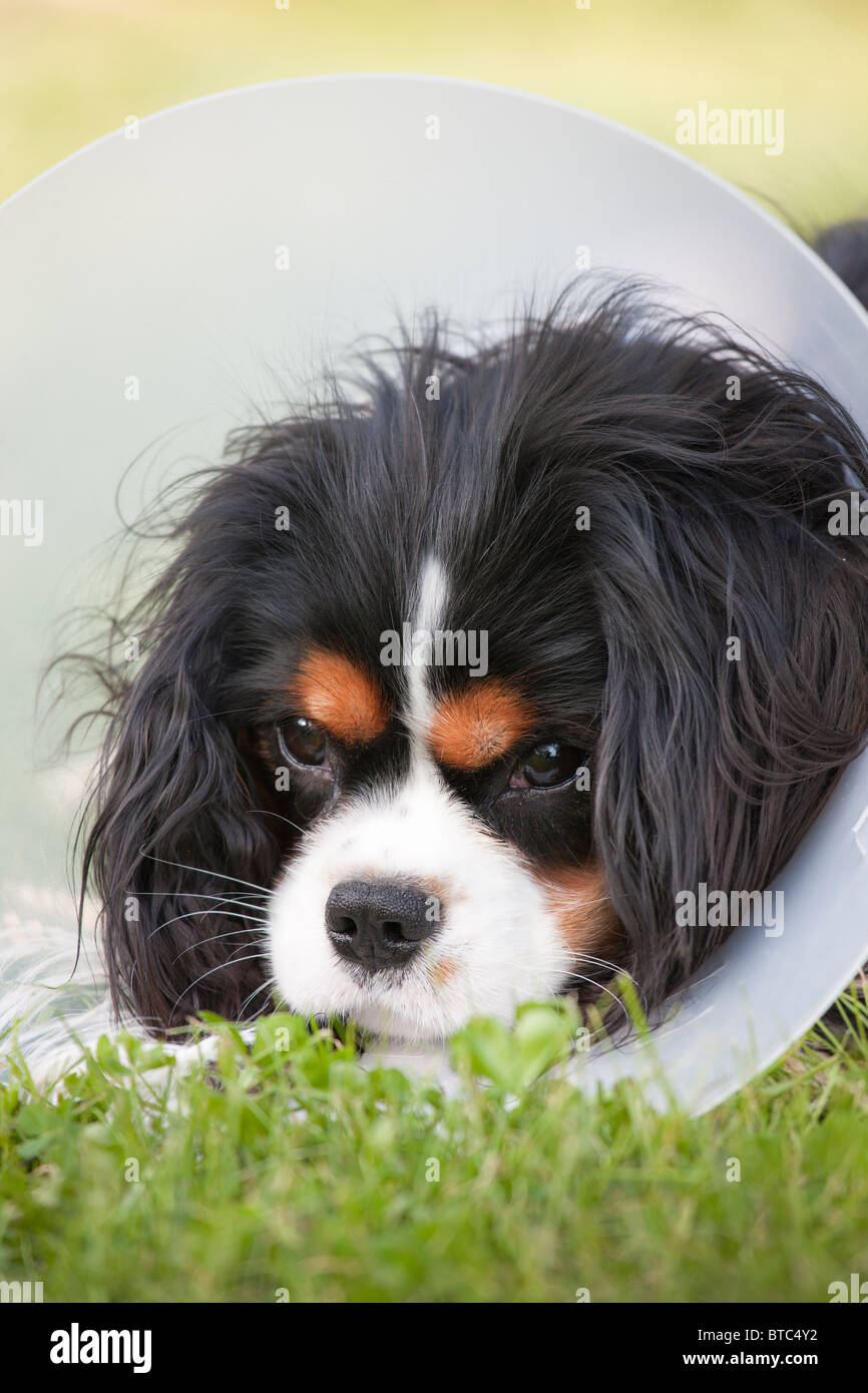 Dog with funnel Stock Photo - Alamy