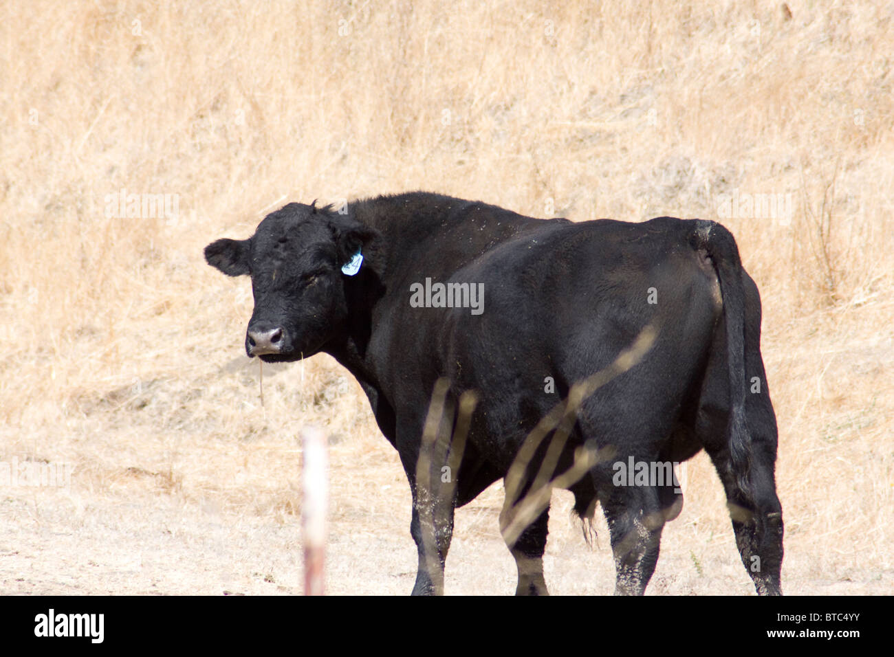Kobe cow hi-res stock photography and images - Alamy
