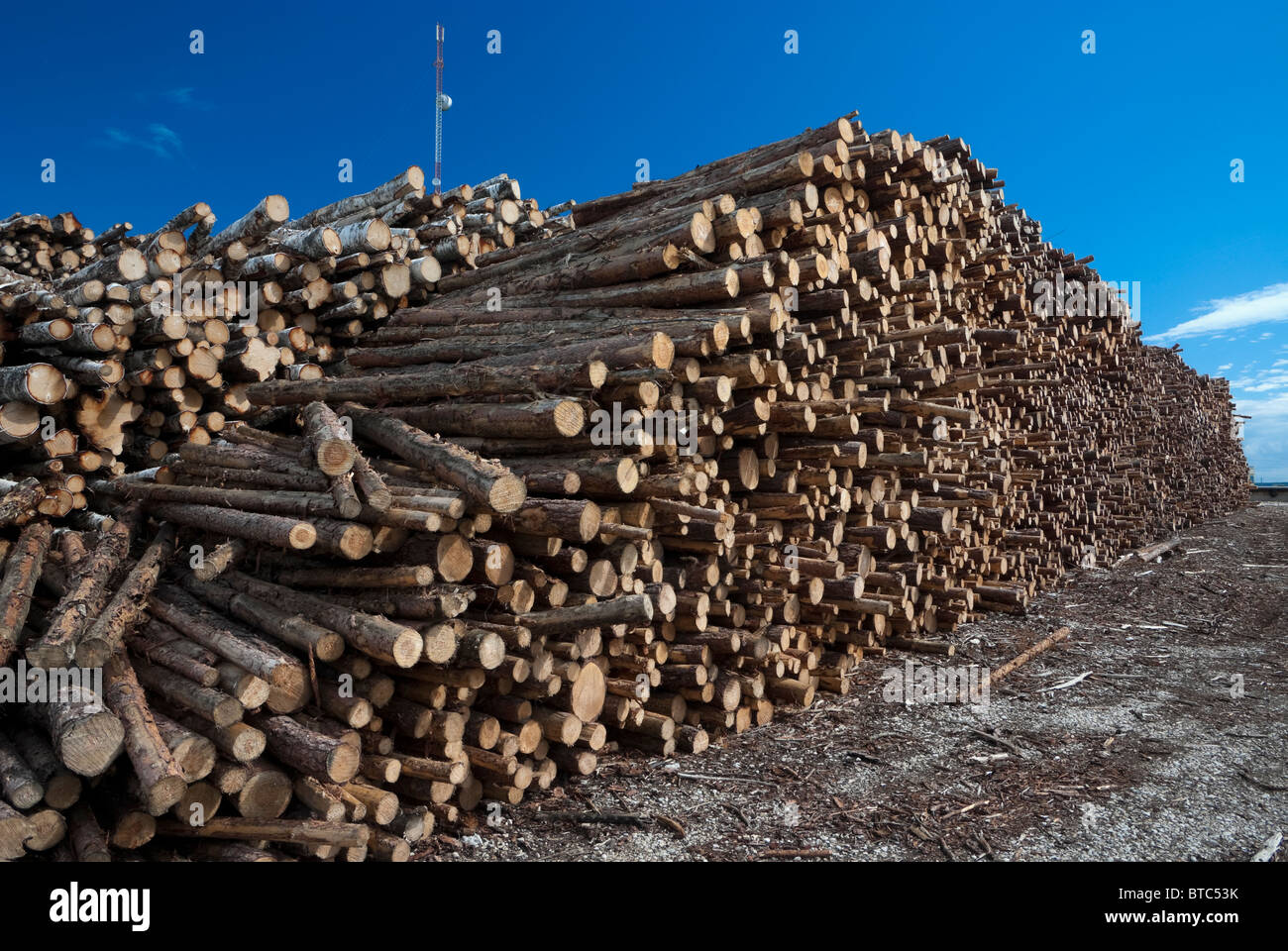 Timber prepared for transportation in Rihukula harbor in Estonia Stock ...