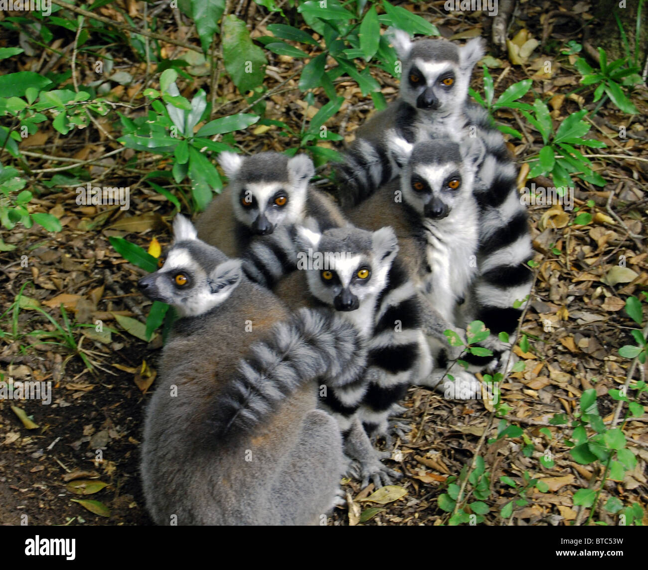 Lemur huddle hi-res stock photography and images - Alamy