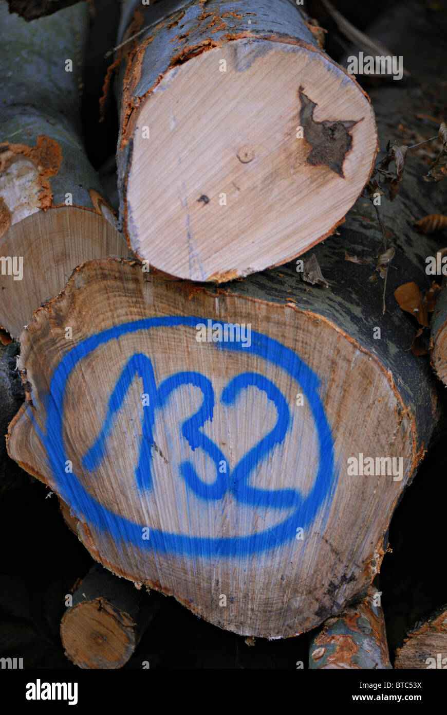 Tree logs marked Stock Photo - Alamy