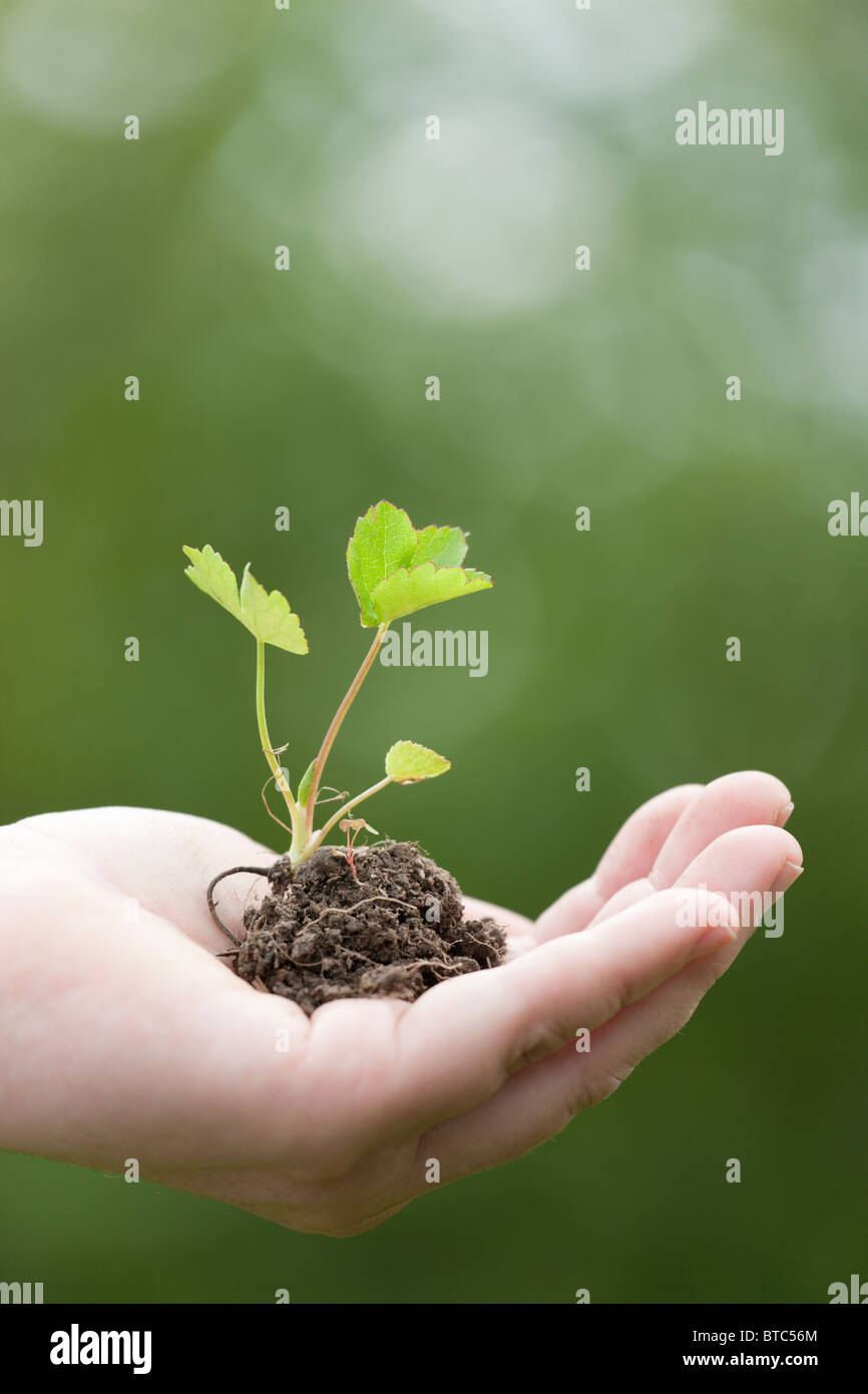 Plant in hand Stock Photo - Alamy