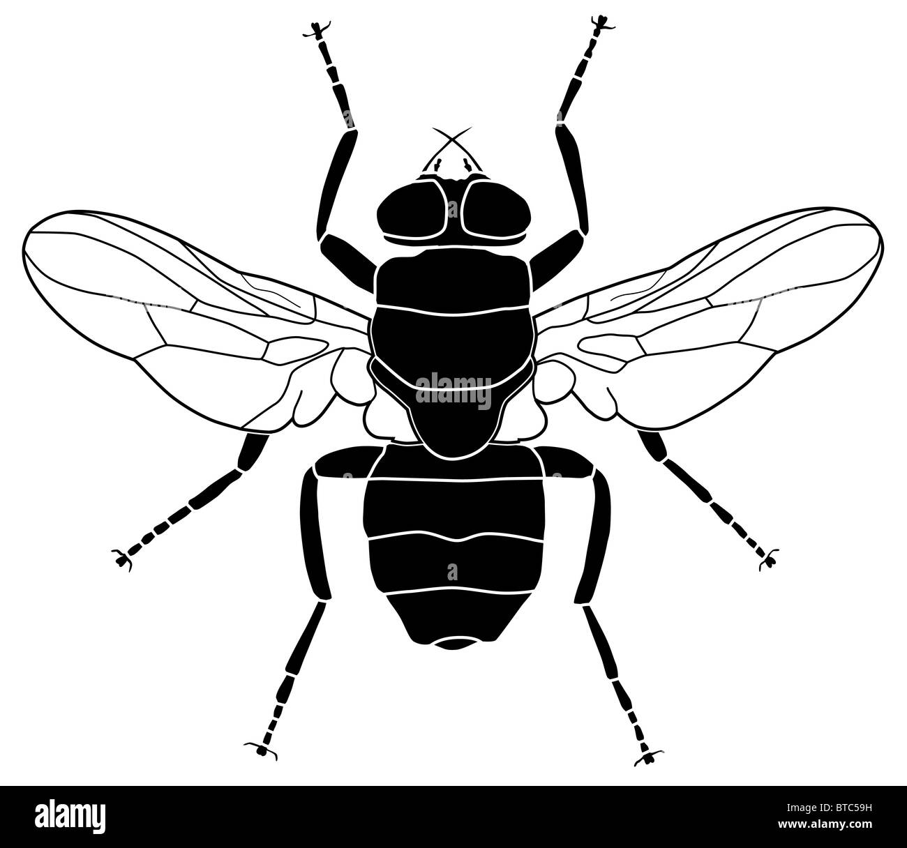 Illustration of a common fly Stock Photo - Alamy