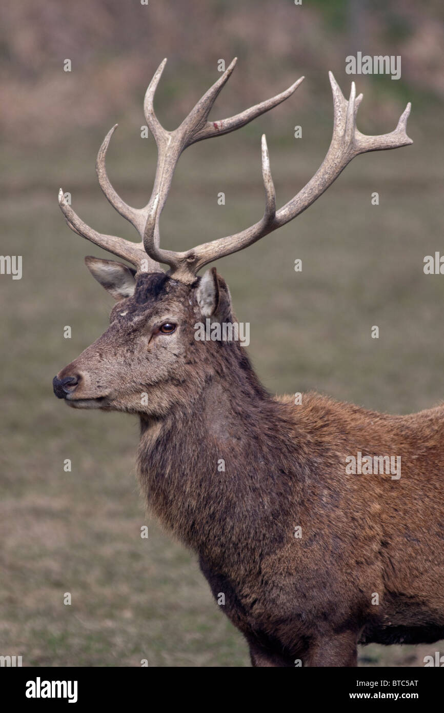 Wild red deer stag buck hi-res stock photography and images - Alamy