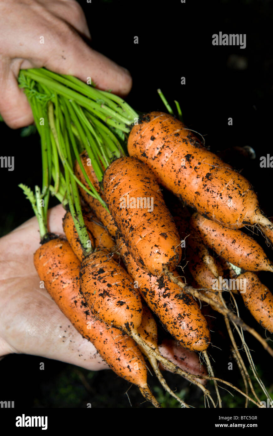 Pulled Carrots Stock Photos & Pulled Carrots Stock Images - Alamy