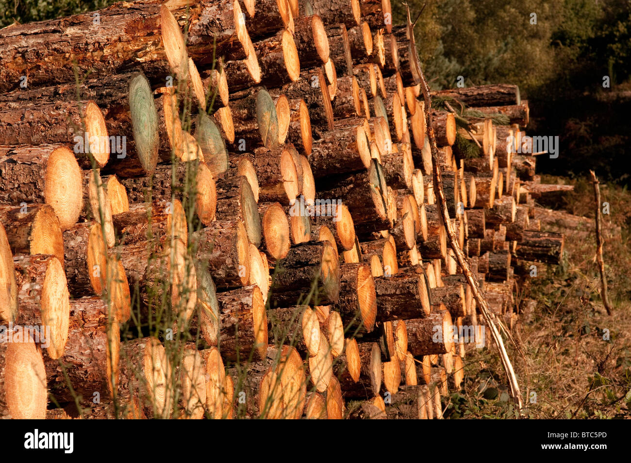 Stack of felled timber in from an English conifer plantation Stock ...