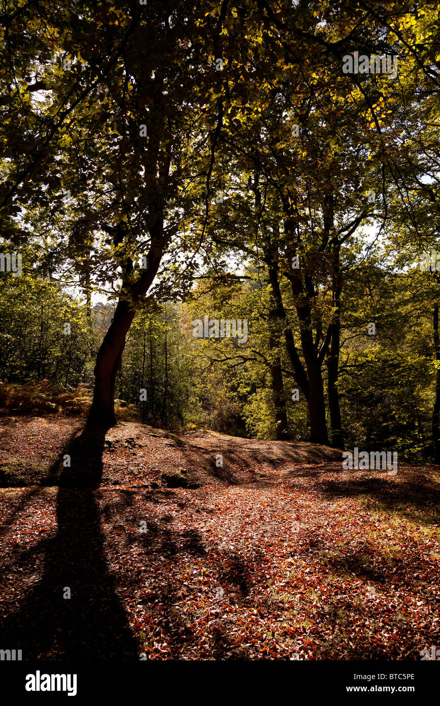 old forest trees in autumn casting shadows Stock Photo - Alamy