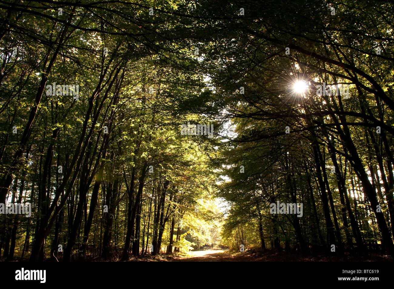 woodland scene in a Forestry Commission forest Stock Photo - Alamy