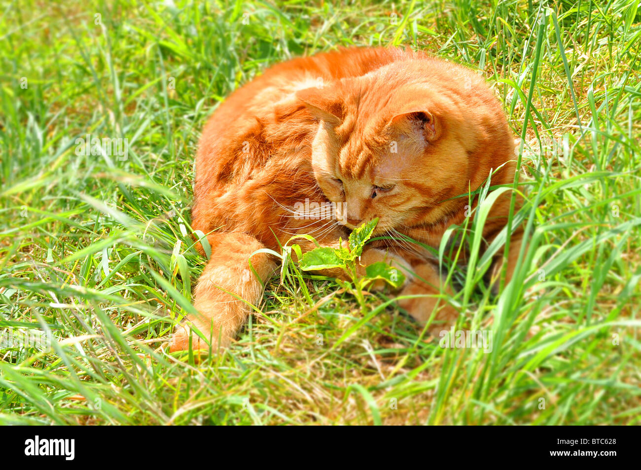 Cats playing in garden hi-res stock photography and images - Alamy