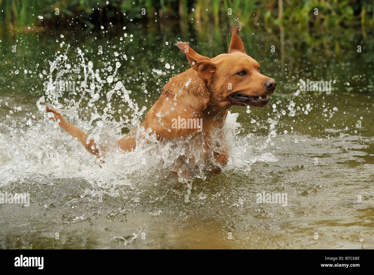 Labrador retriever dog running in water Stock Photo - Alamy