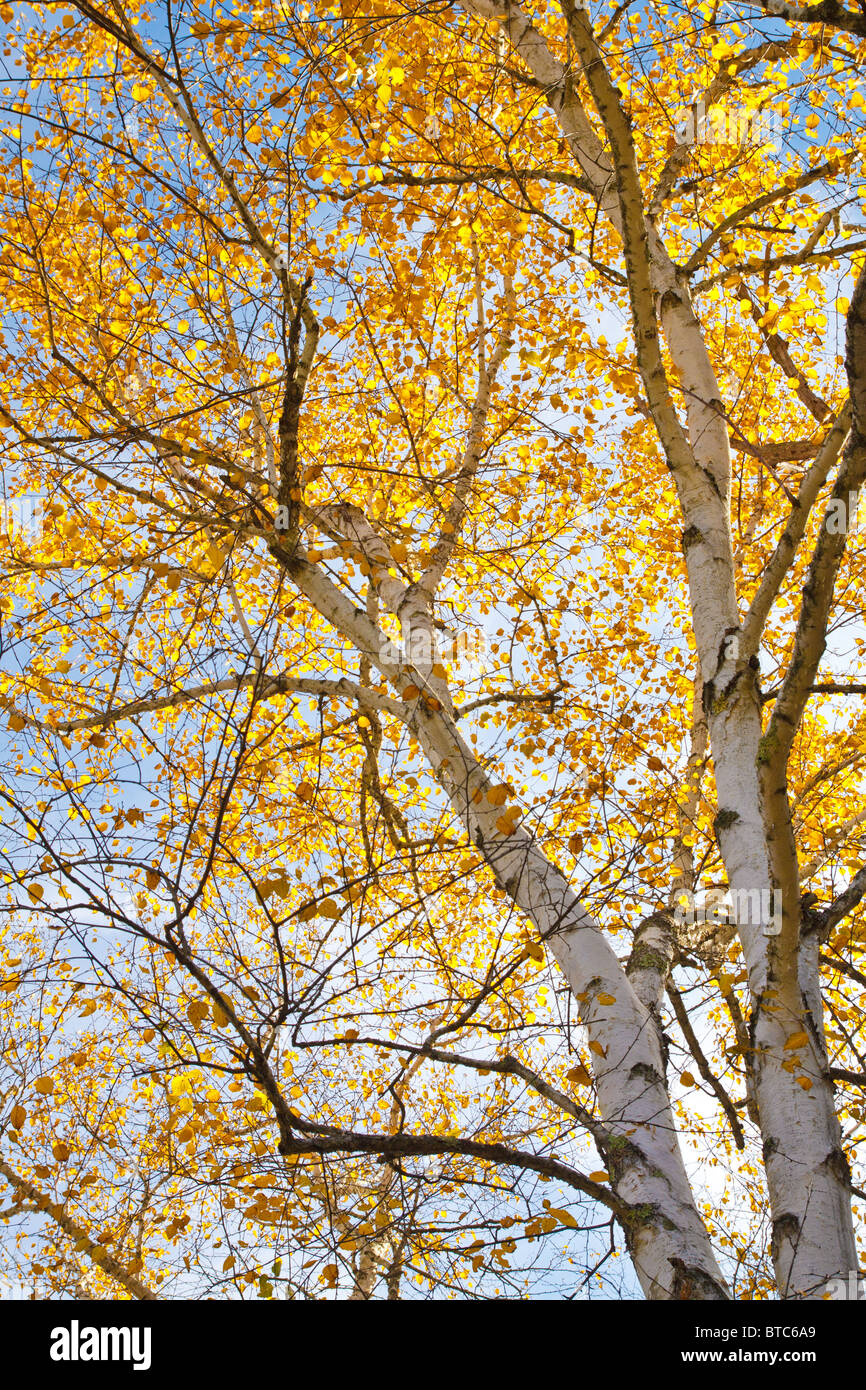 birch tree during fall showing off brightly colored yellow leaves Stock ...