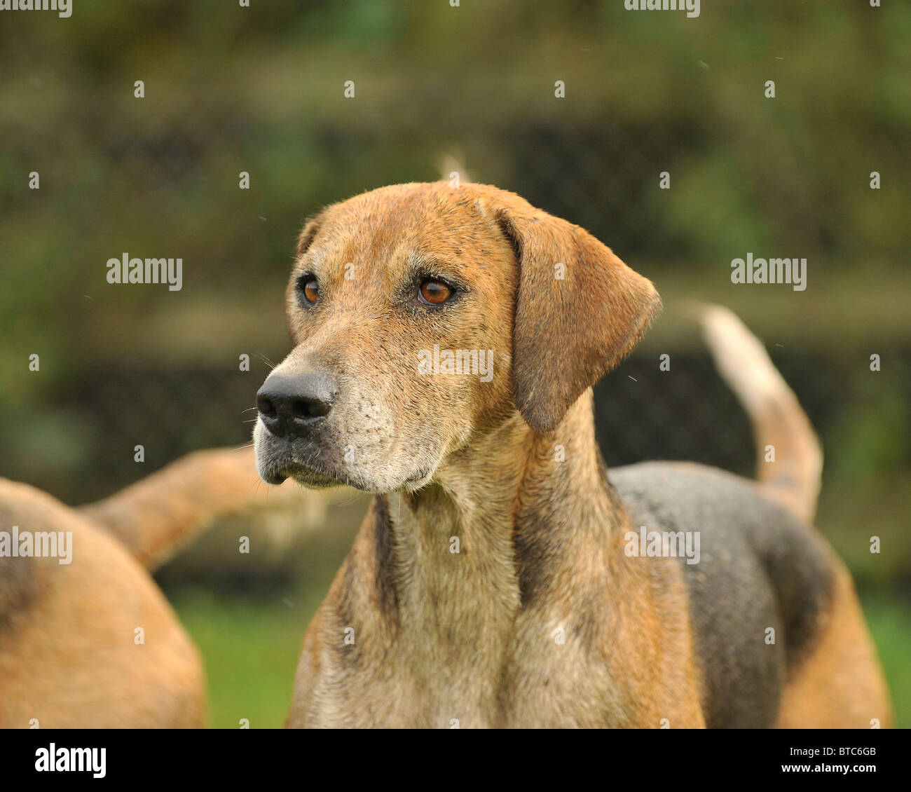 English hound hunting rural tradition hi-res stock photography and ...