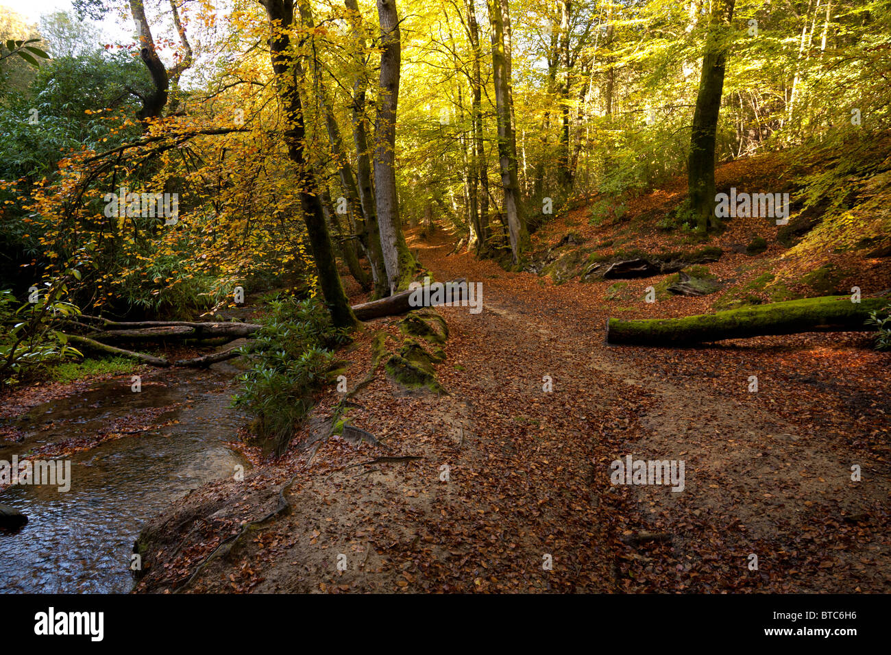 foot path by stream in the woods Stock Photo - Alamy