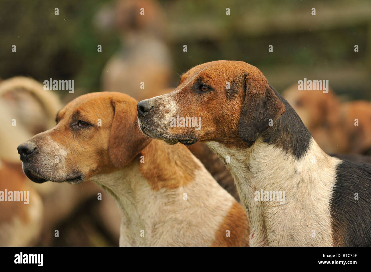 pack of english foxhounds Stock Photo - Alamy