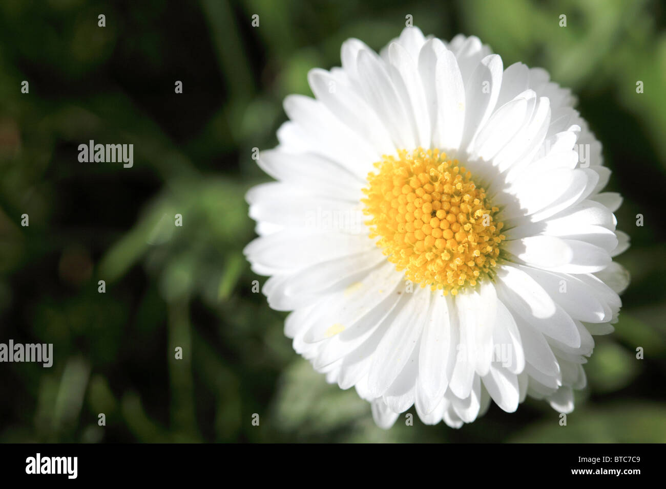garden daisy (bellis perennis Stock Photo - Alamy