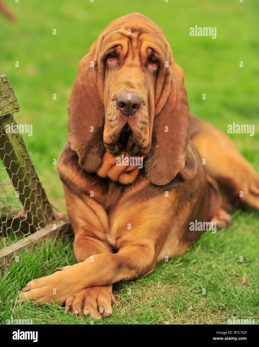 bloodhound lying cross legged Stock Photo - Alamy