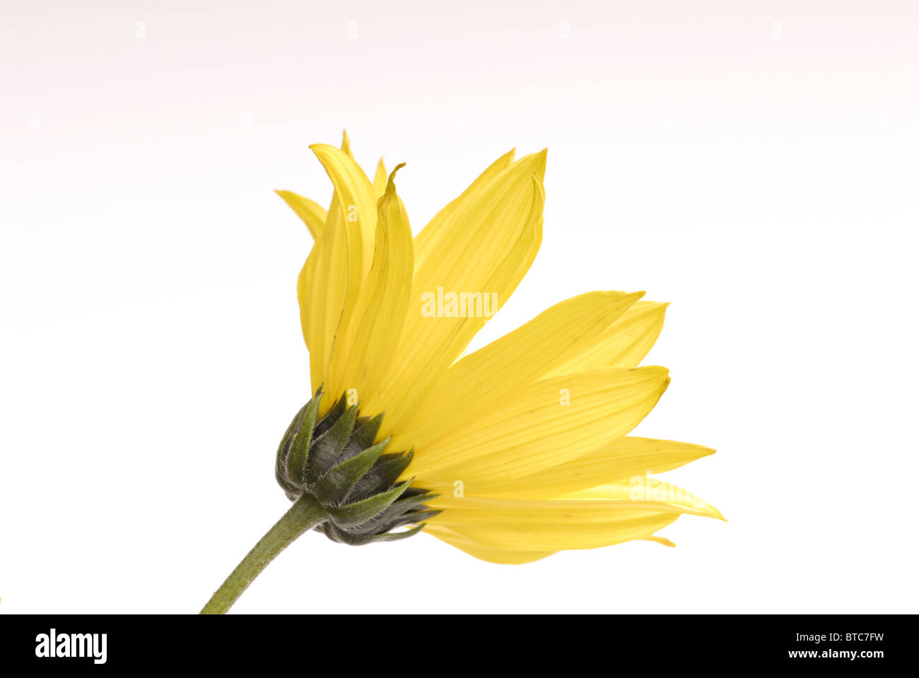 Aster yellow flowers Stock Photo - Alamy