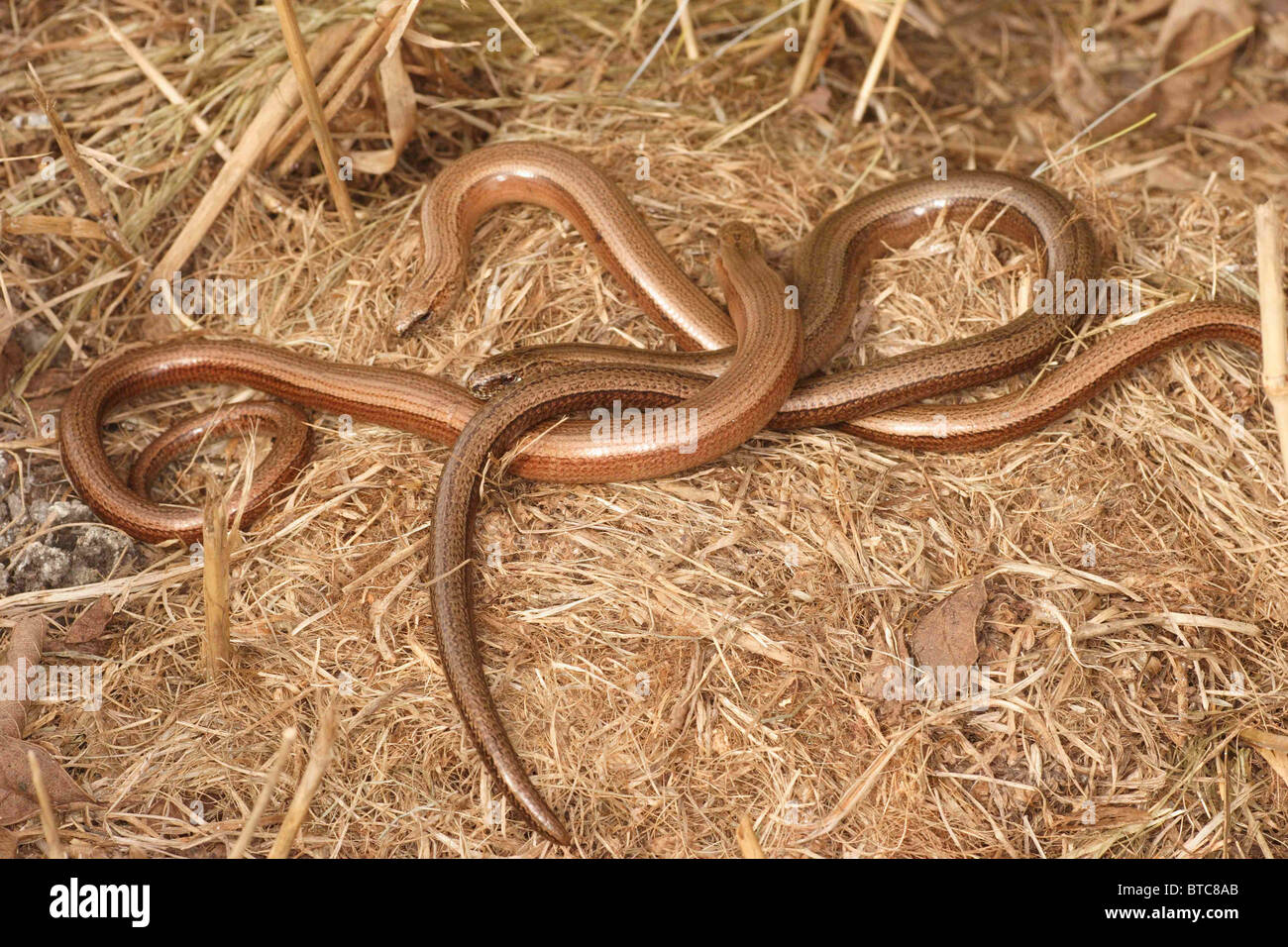 Slow worms, Anguis fragilis. Under tin sheet, Furzebrook Dorset UK ...
