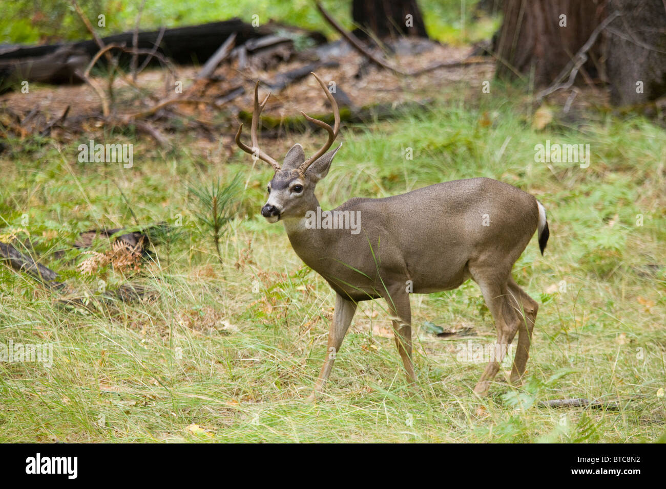 5 point Mule deer (black-tailed deer) grazing next to road - Sierra ...