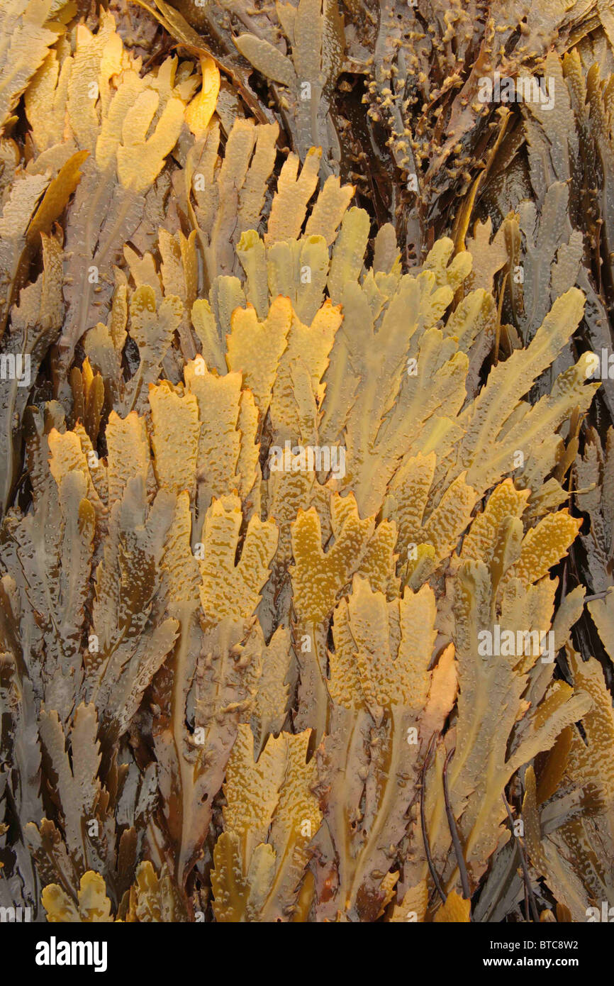 Saw Wrack High Resolution Stock Photography and Images - Alamy