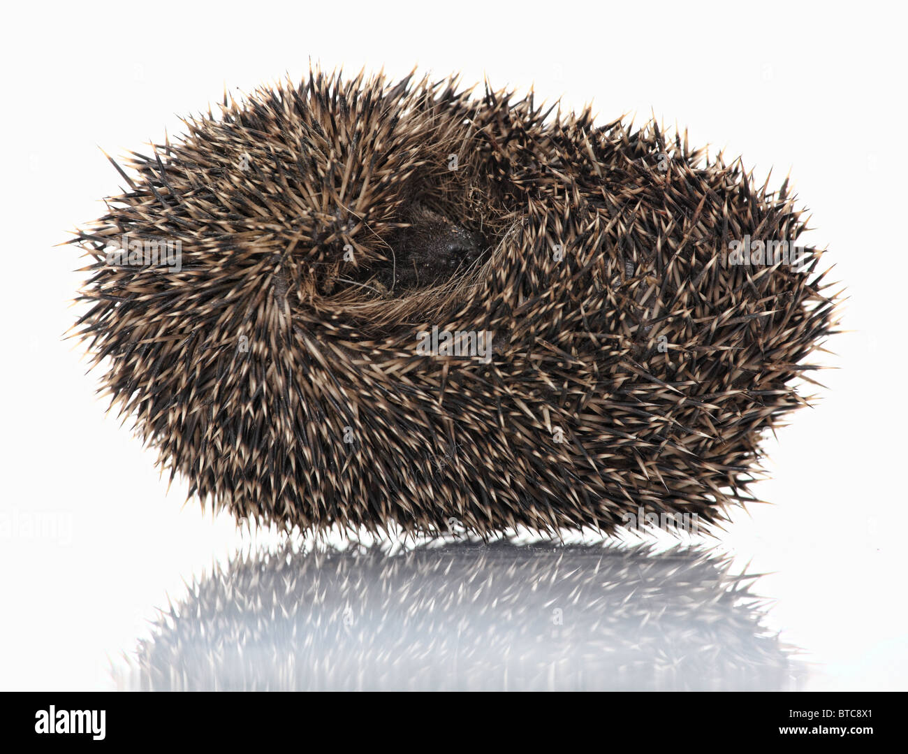 Hedgehog nose hi-res stock photography and images - Alamy